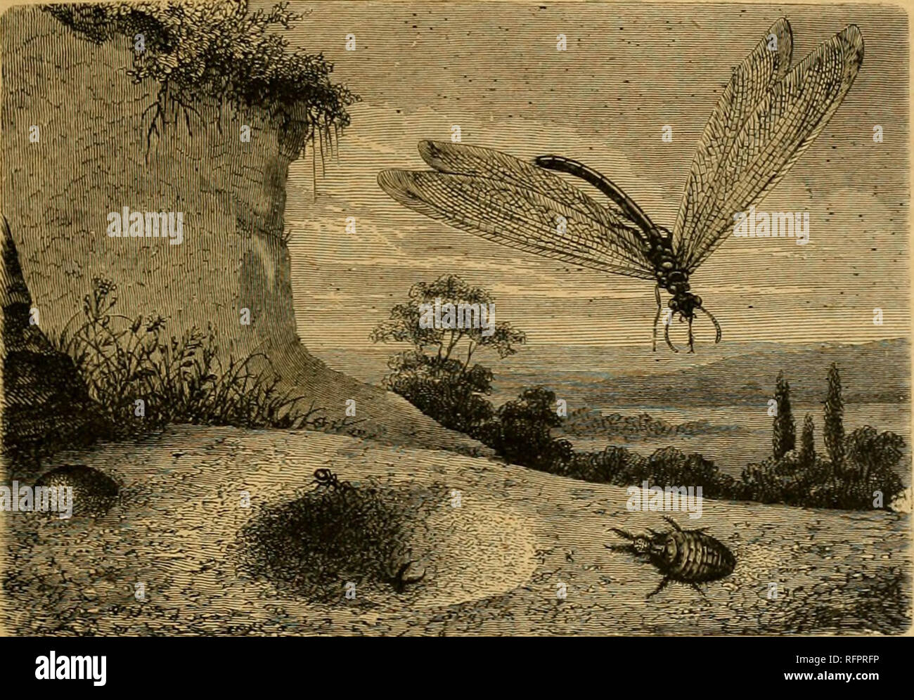 Animal classification order hi-res stock photography and images - Alamy