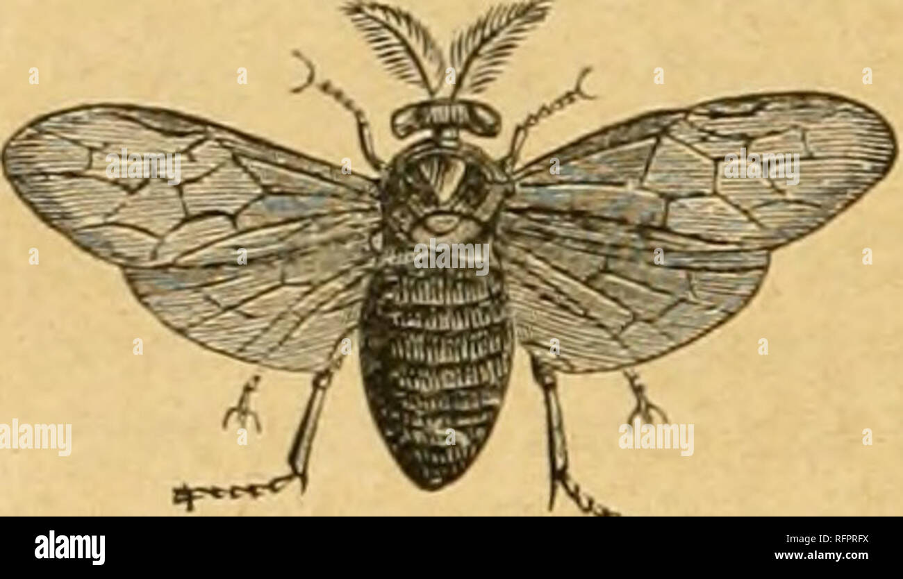 Thirty three insects hi-res stock photography and images - Alamy