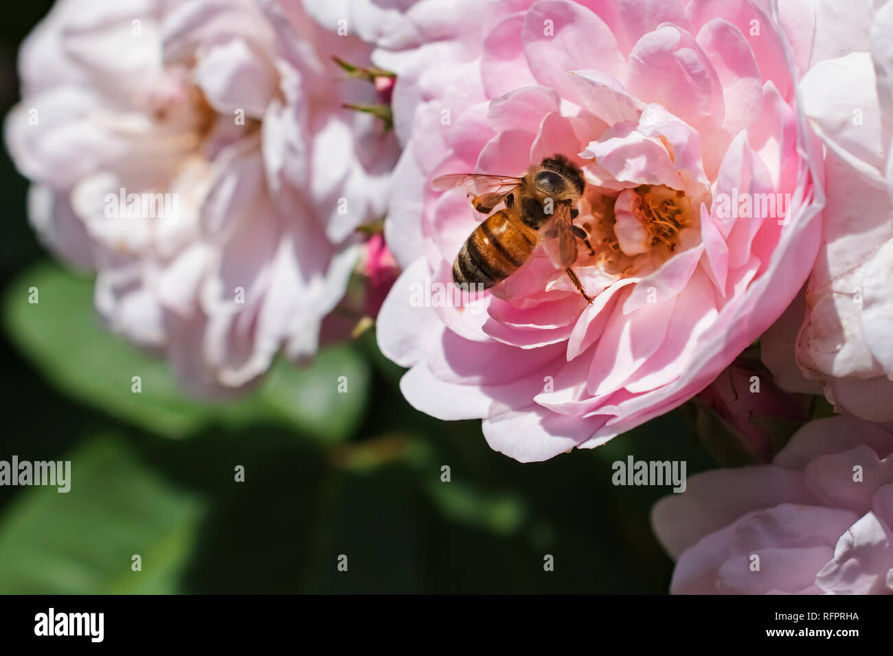 Bee on a rose Stock Photo - Alamy