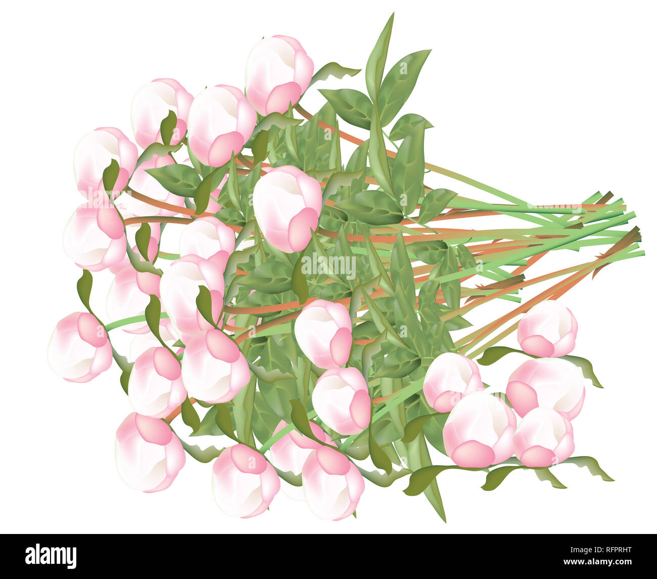 Beautiful pink peonies Stock Photo - Alamy