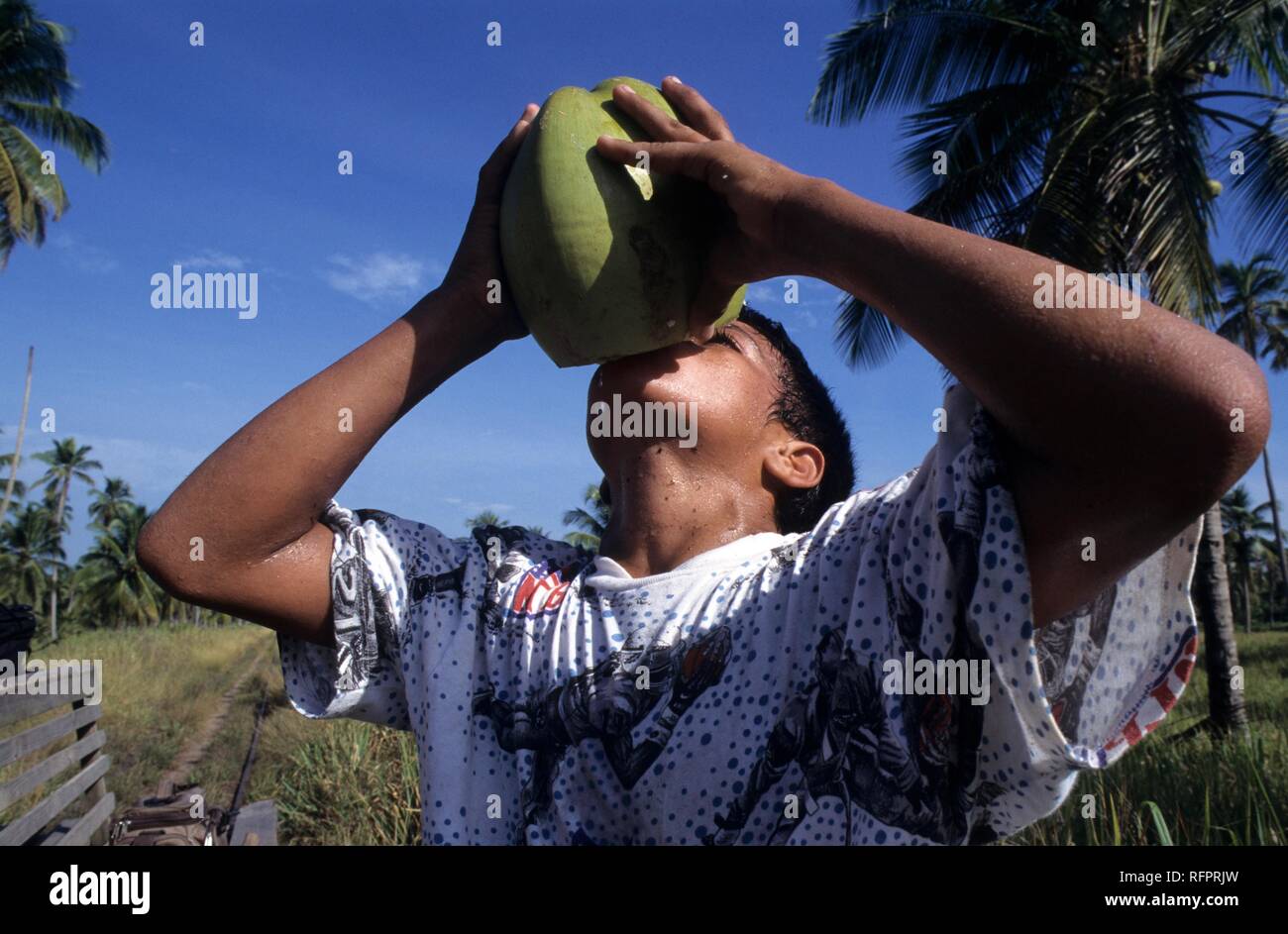 Drinking coconut milk, coconut plantation near Salado, Honduras Stock ...