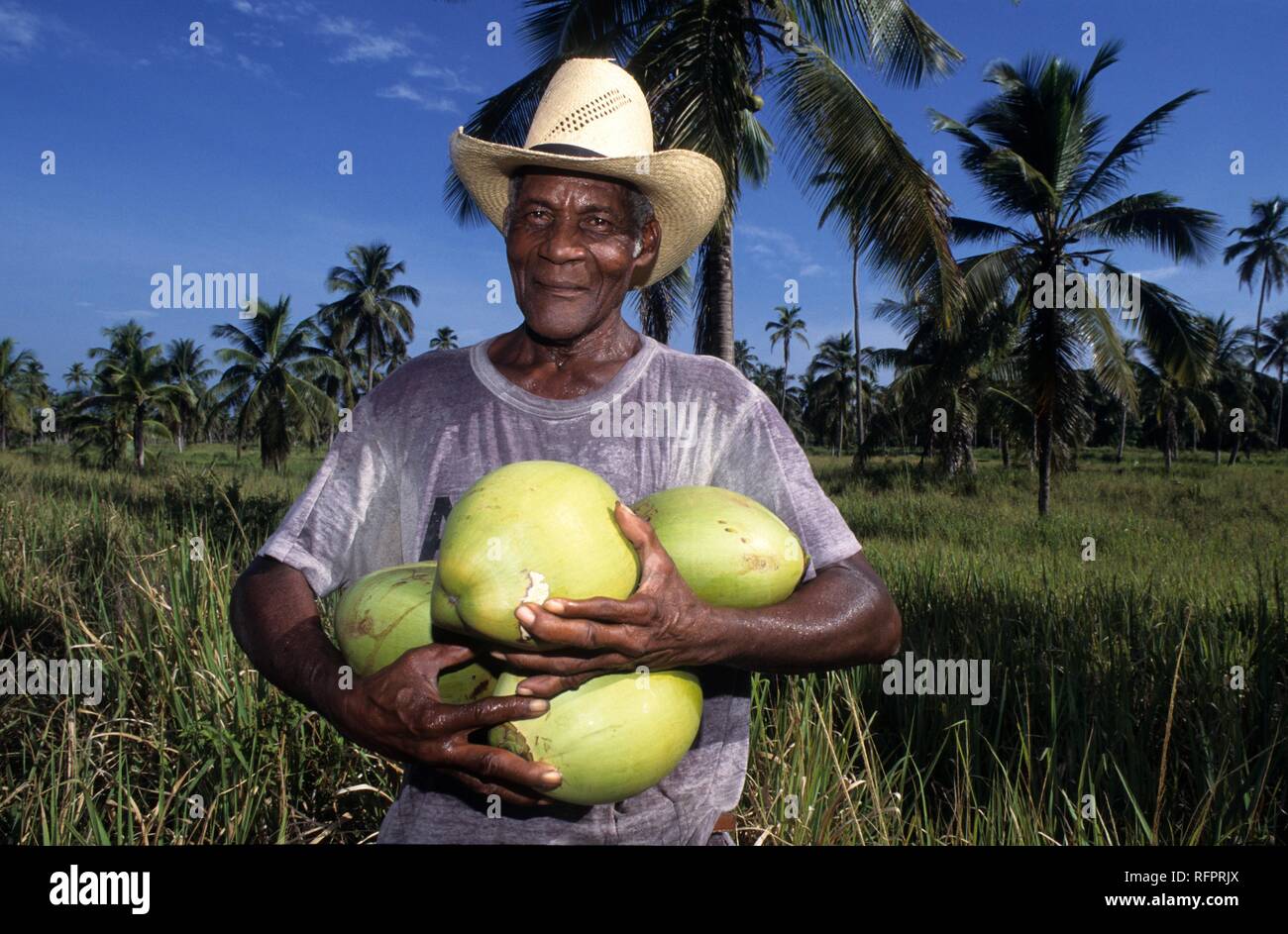 Fresh coconuts, coconut plantation near Salado, Honduras Stock Photo ...