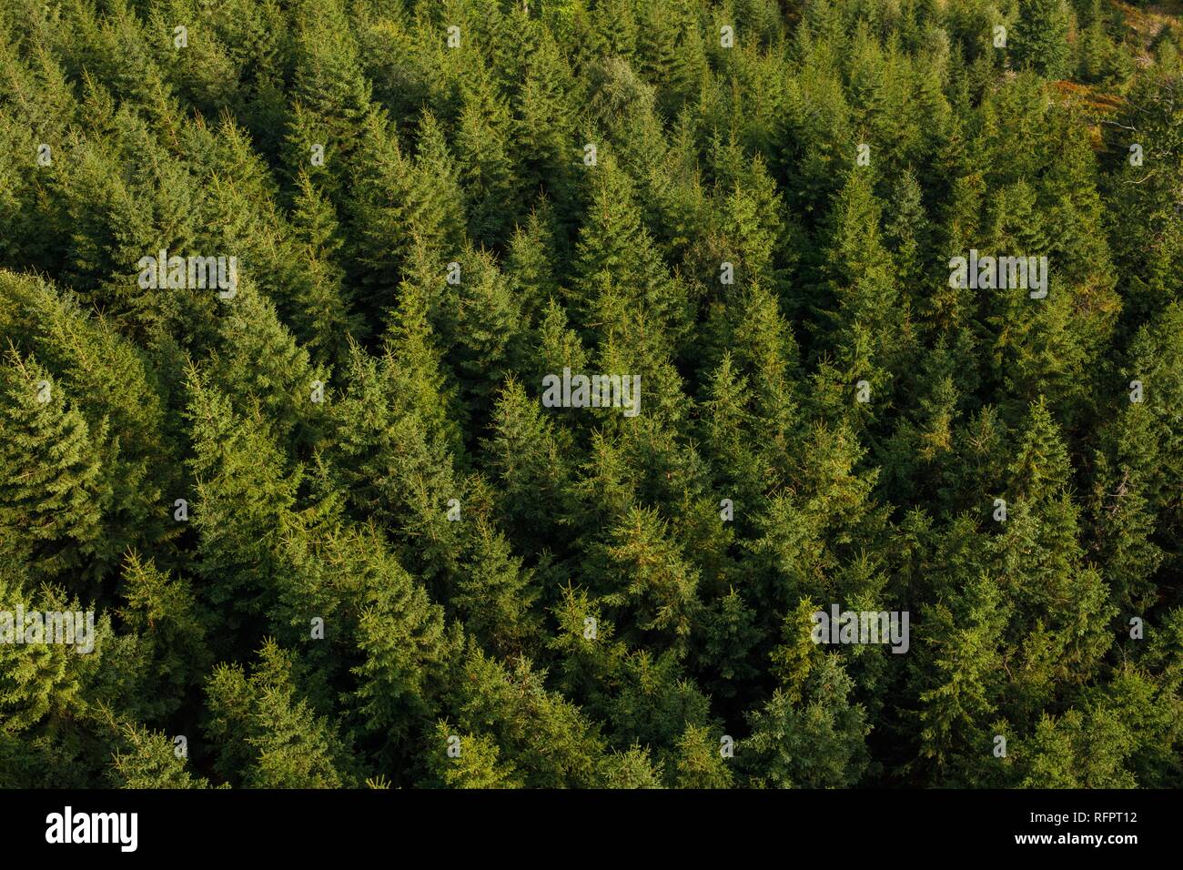 The tops of fir trees are a bird's-eye view. The texture of the forest ...