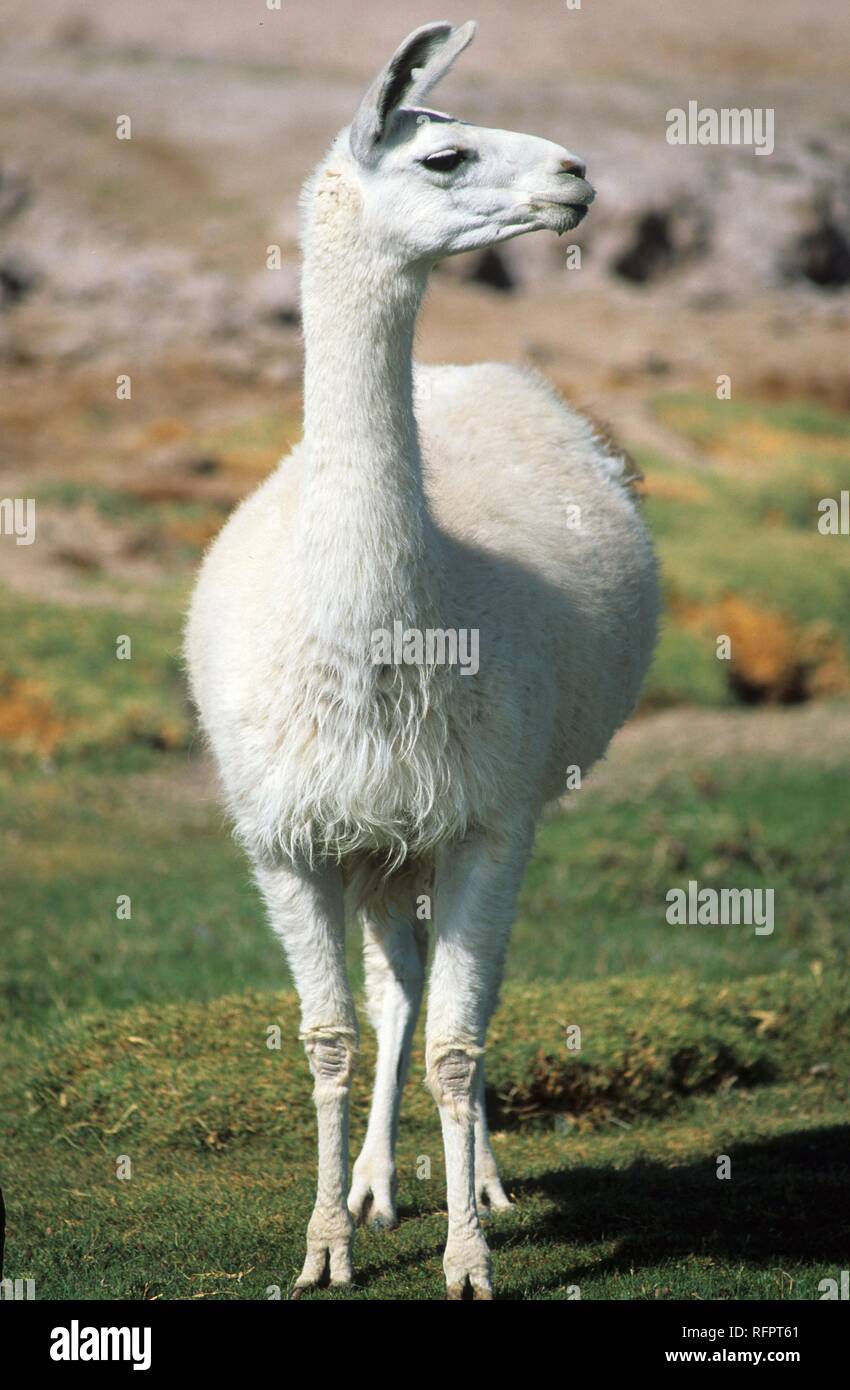 CHL, Chile, Atacama Desert: Lama Stock Photo - Alamy