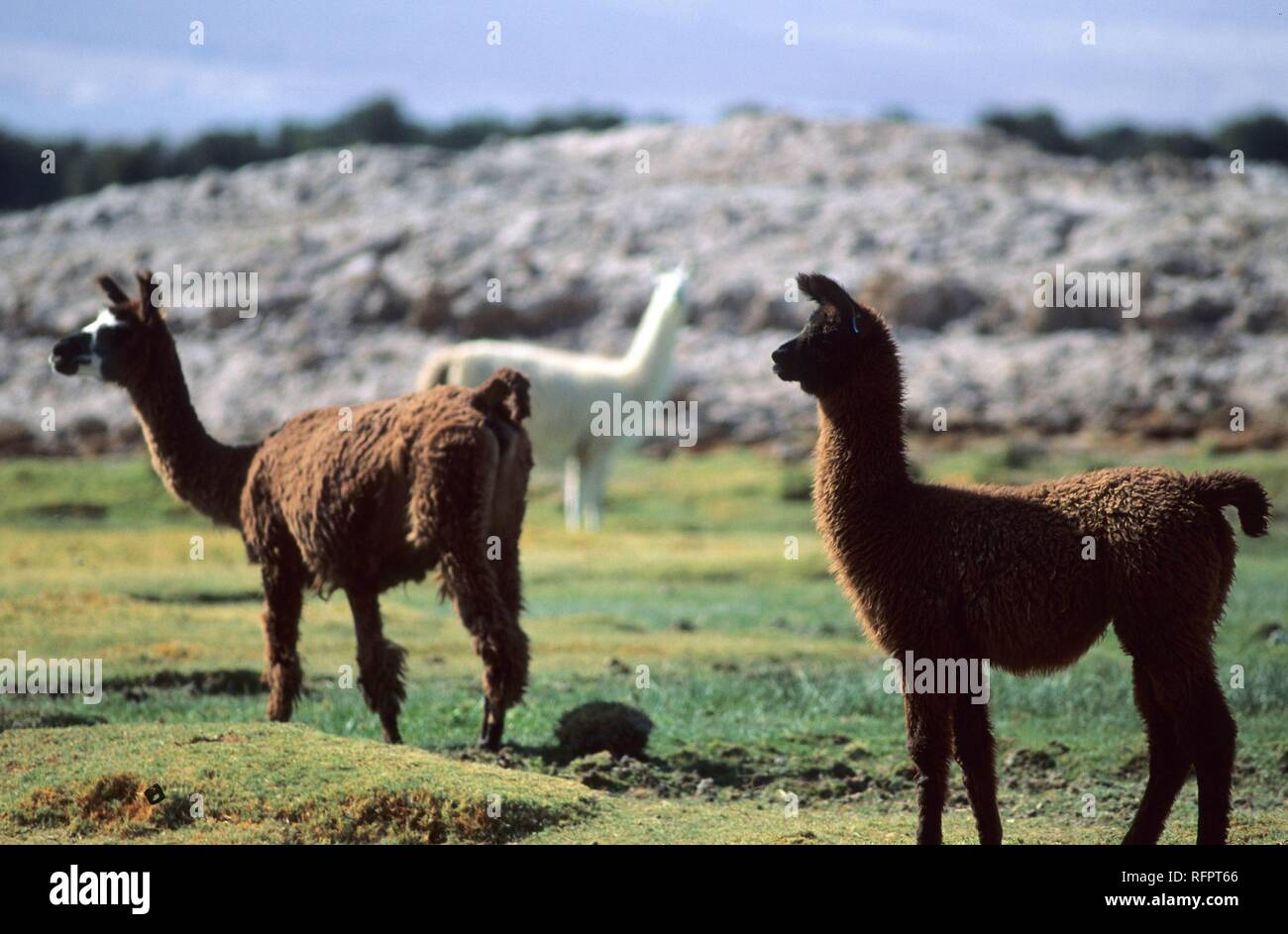 Chl hi-res stock photography and images - Alamy