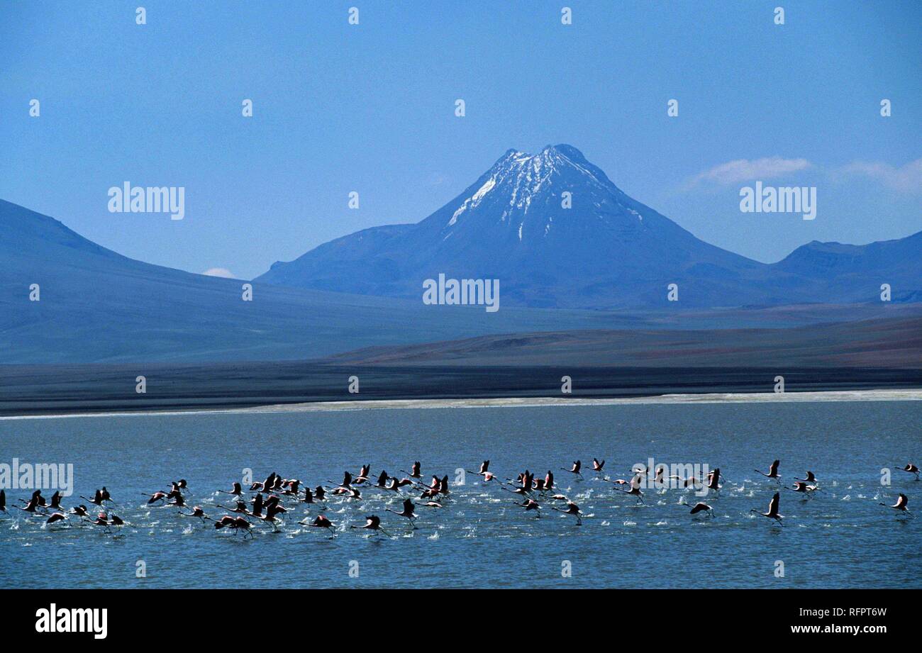 CHL, Chile, Atacama Desert: lake Laguna Verde, 4000 metres high Stock ...