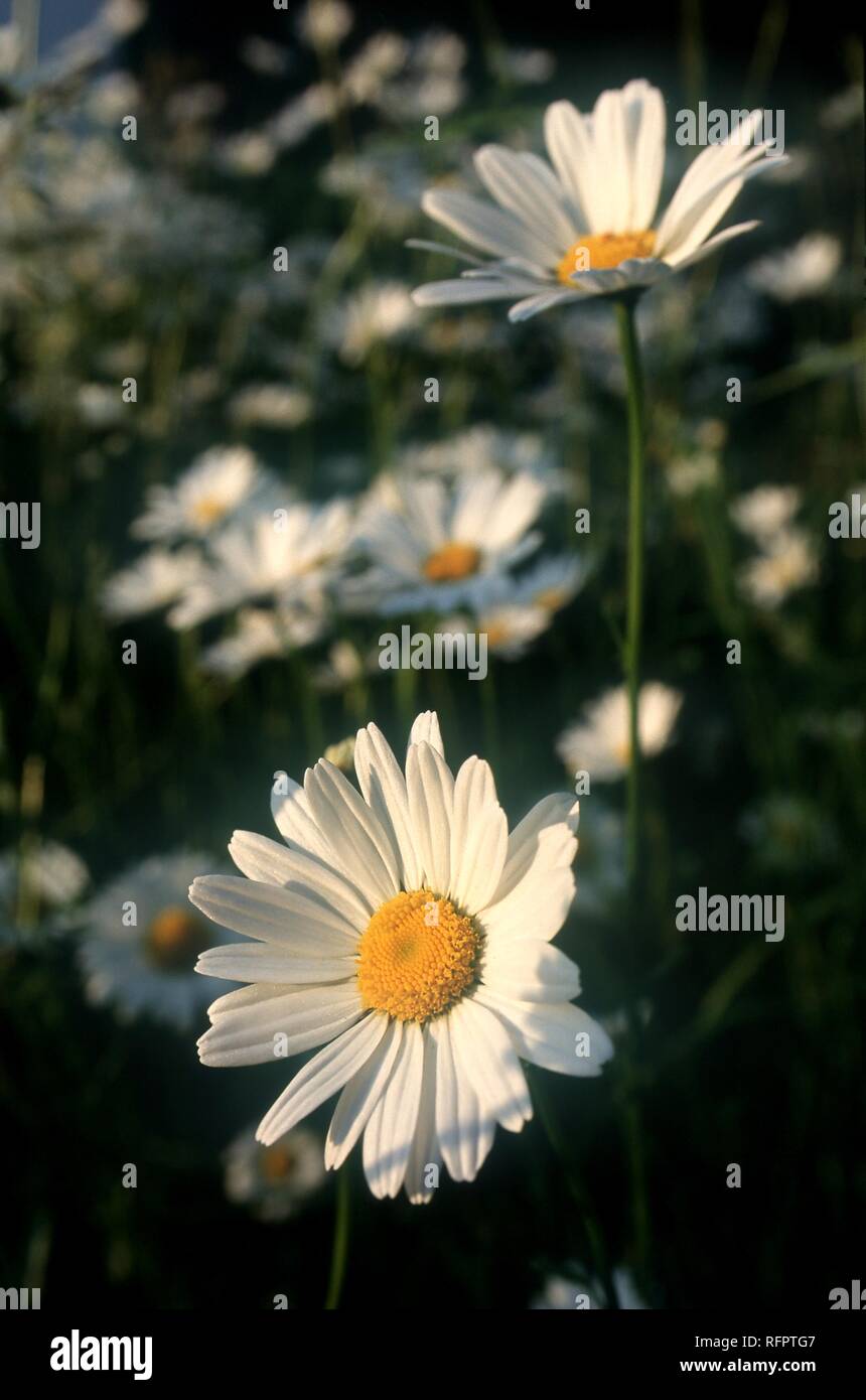 DEU, Germany:Daisy flower on a meadow. (Bellis perennis Stock Photo - Alamy
