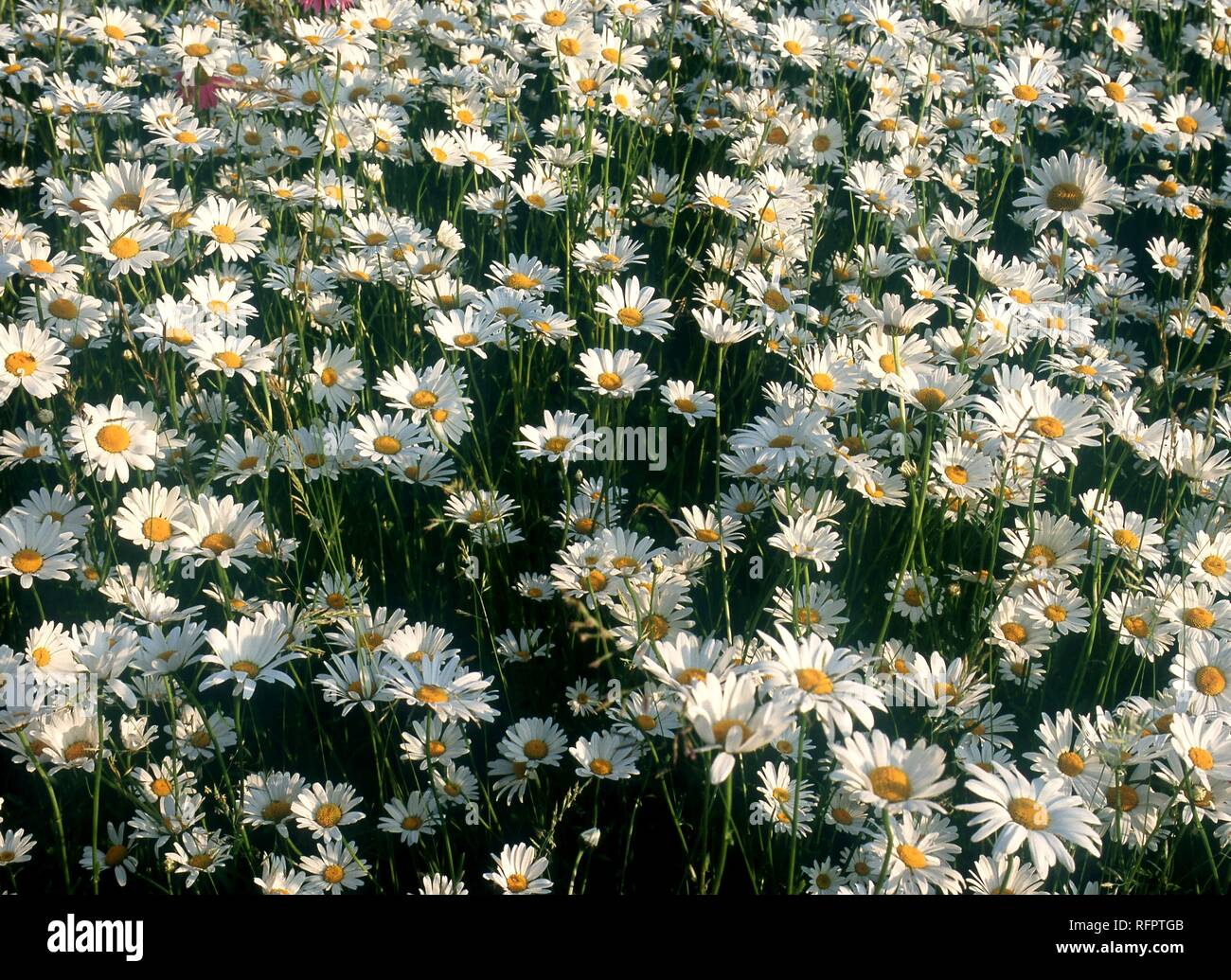 DEU, Germany:Daisy flower on a meadow. (Bellis perennis Stock Photo - Alamy