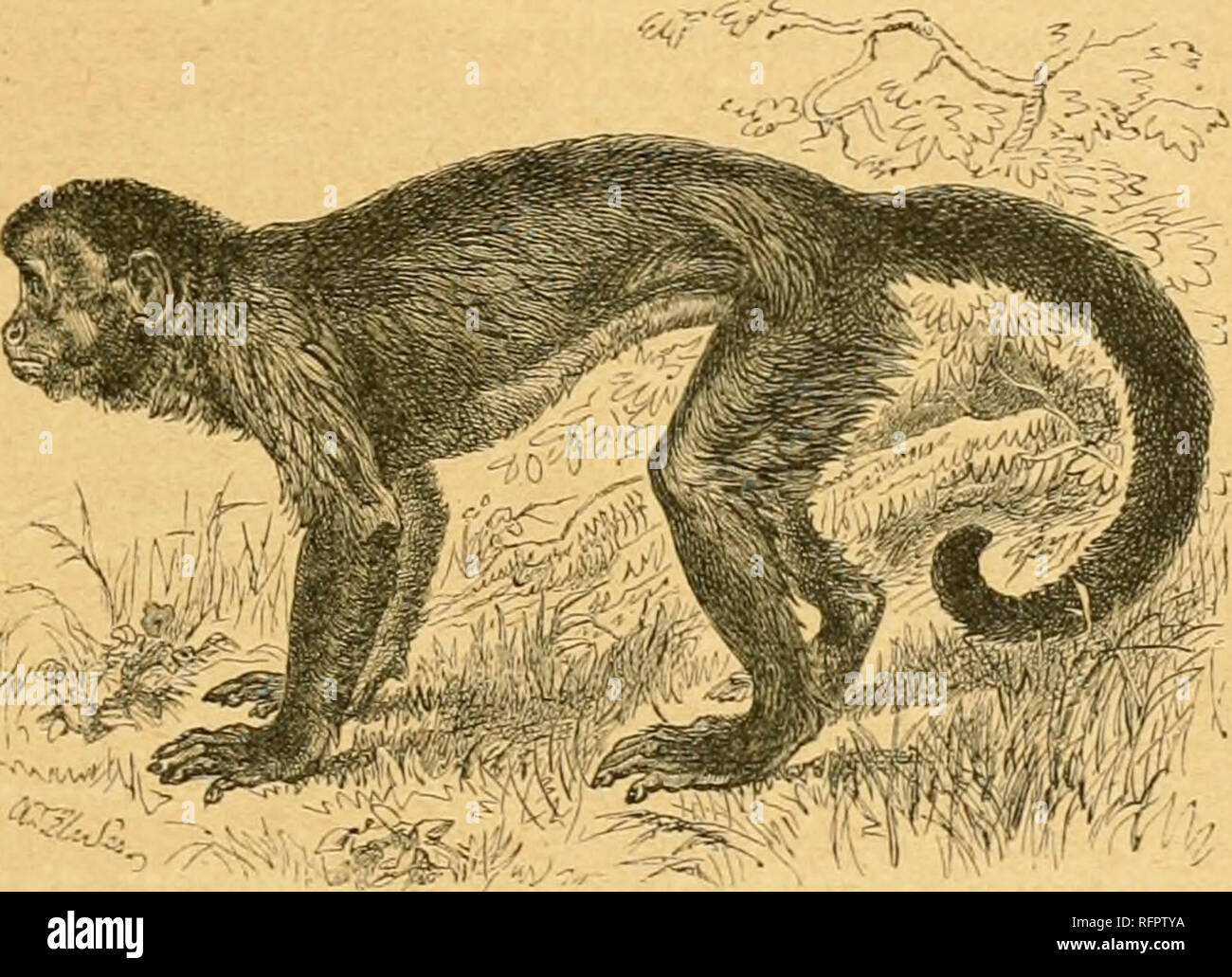 . Cassell's natural history. Animals; Animal behavior. THE CAPUCHIN ...