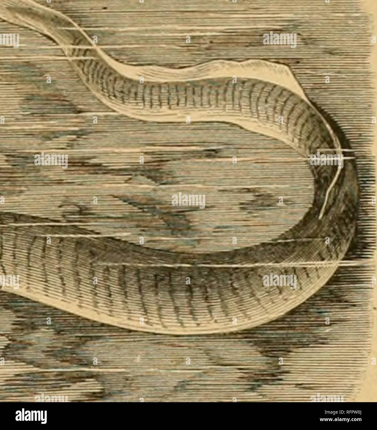 . Cassell's natural history. Animals; Animal behavior. THE SANL-nPER ...