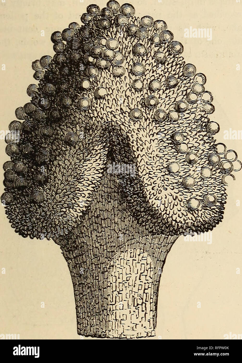 Sticky pollen pollen grains hi-res stock photography and images - Alamy