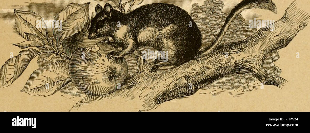 Dormouse fruit hi-res stock photography and images - Alamy