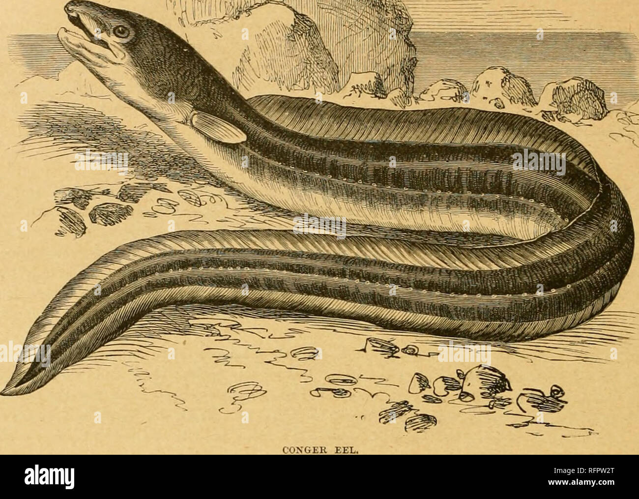 Ophichthys hi-res stock photography and images - Alamy