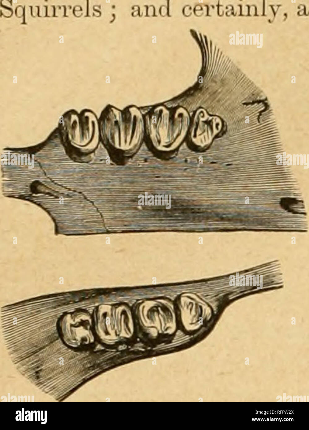 Myoxid hi-res stock photography and images - Alamy