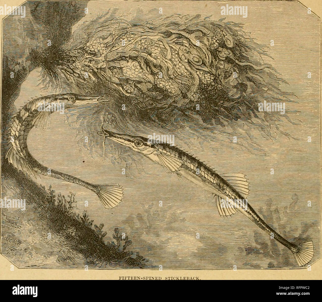 Strong spined hi-res stock photography and images - Alamy