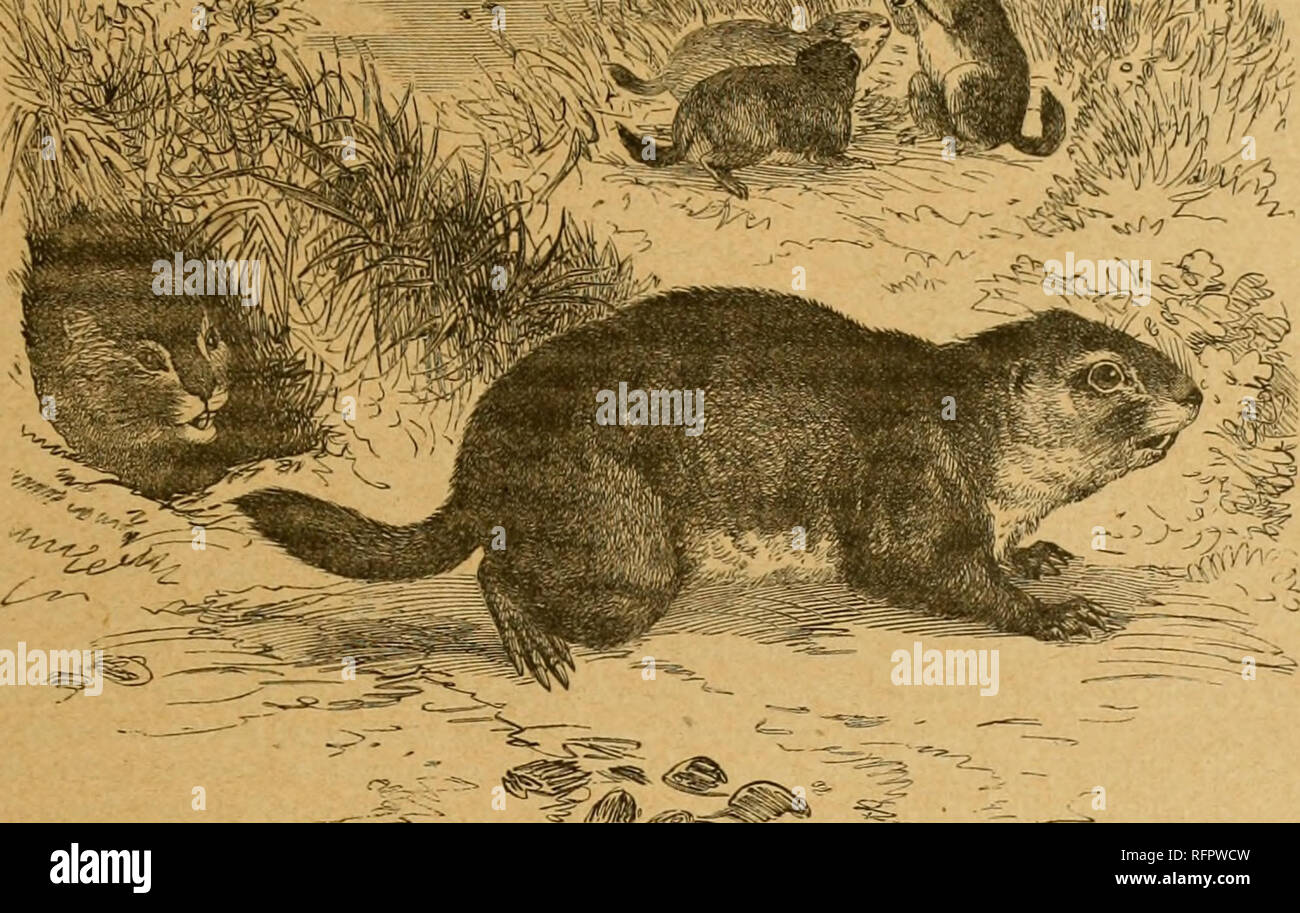 Beaver teeth growth hi-res stock photography and images - Alamy