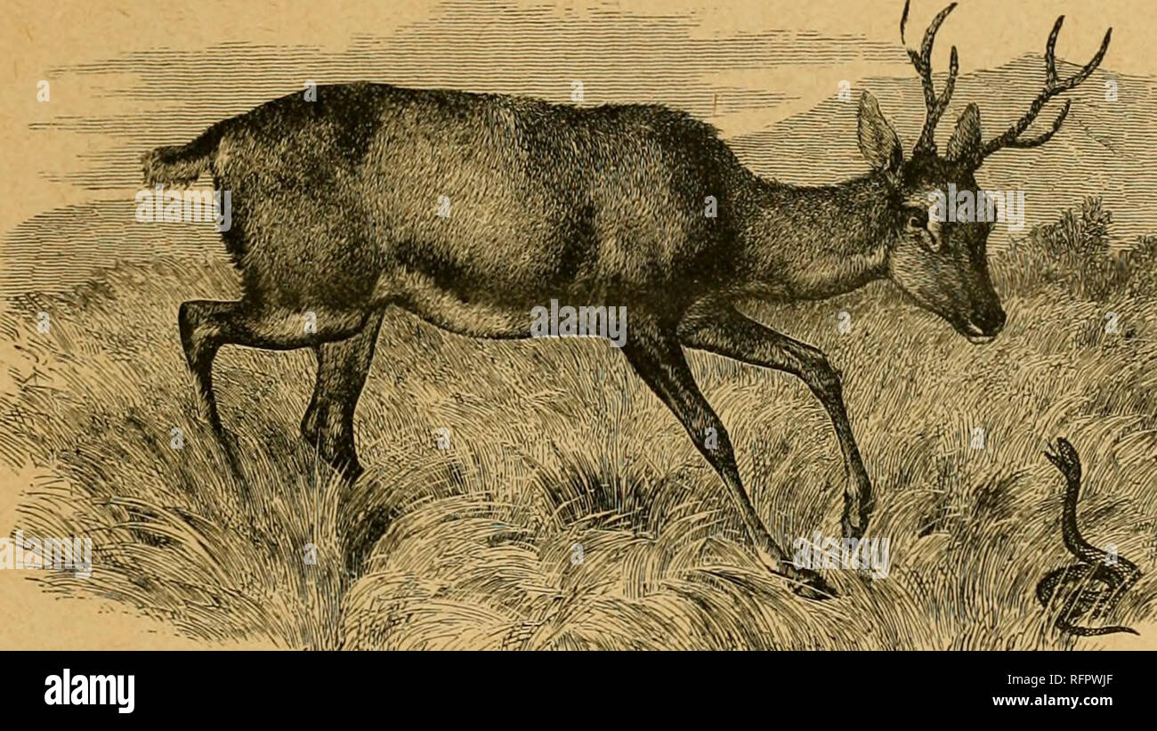 . Cassell's natural history. Animals; Animal behavior. THE AMEUICAN ...