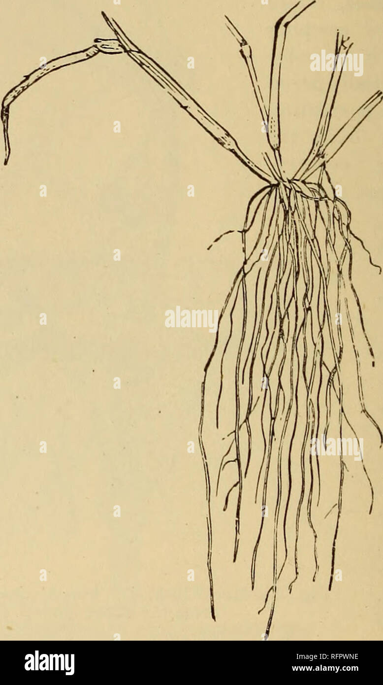 . Cassell's popular gardening. Gardening. Fig. 38.—Tap-root of Radish ...