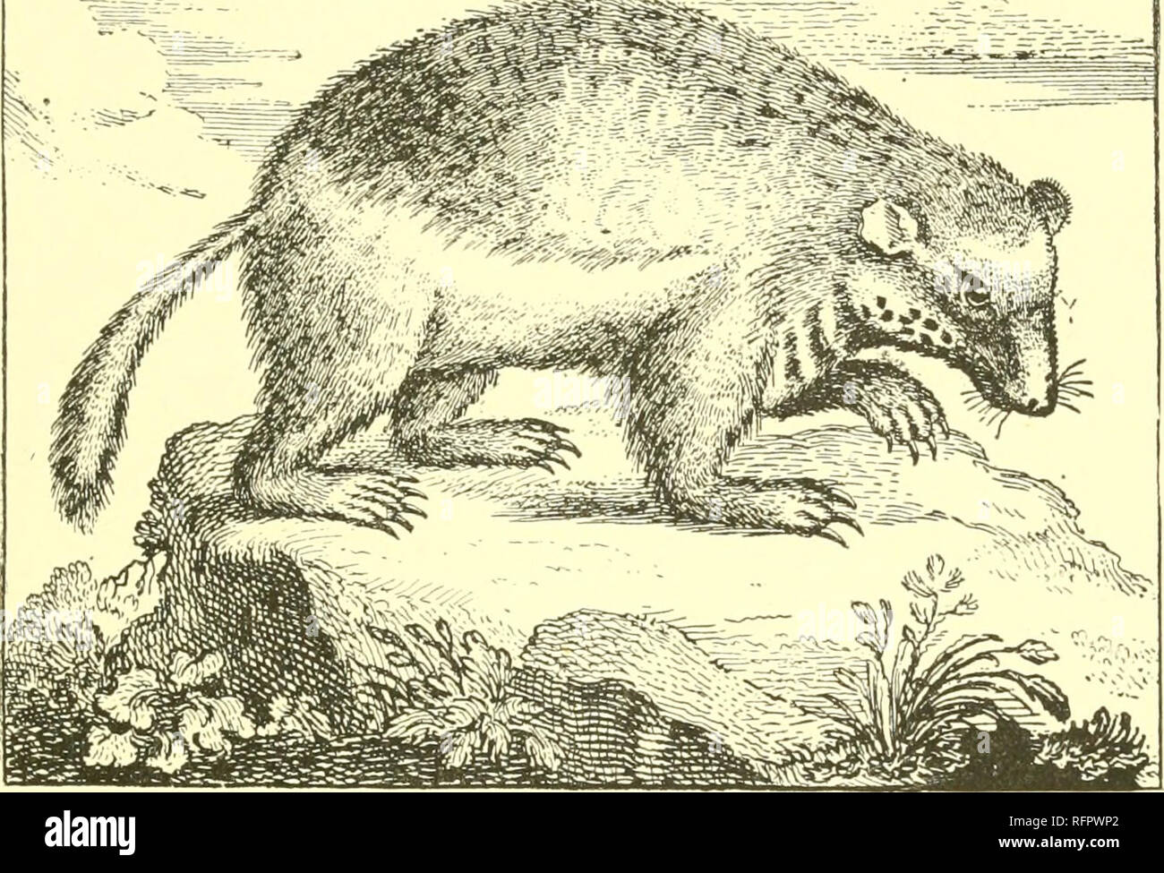 W is for wolverine hi-res stock photography and images - Alamy