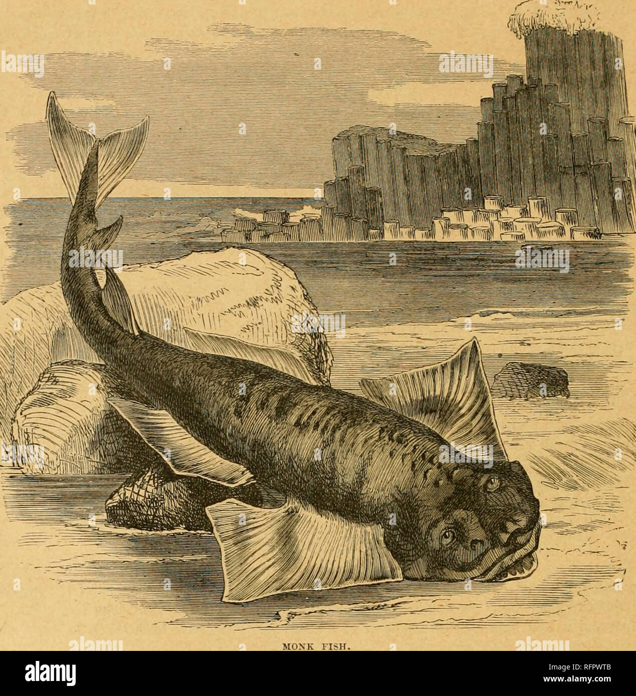 Angel sharks hi-res stock photography and images - Alamy