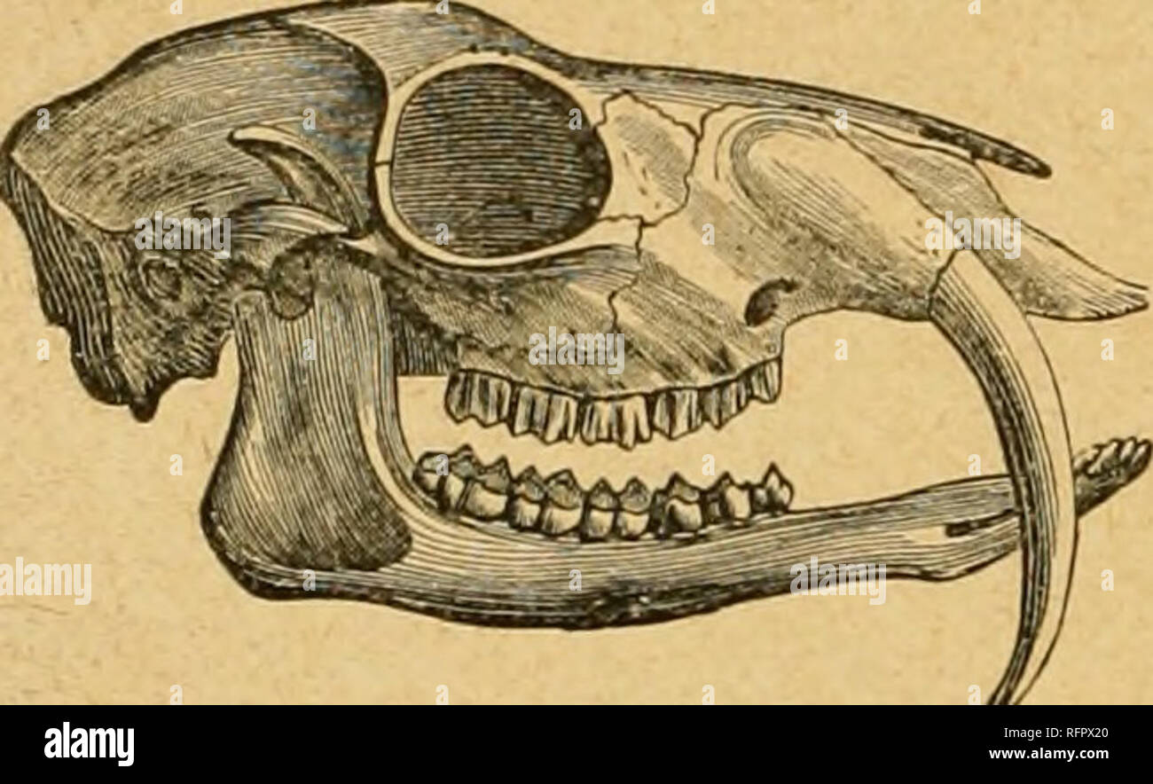 Pronghorn antelope bones hi-res stock photography and images - Alamy