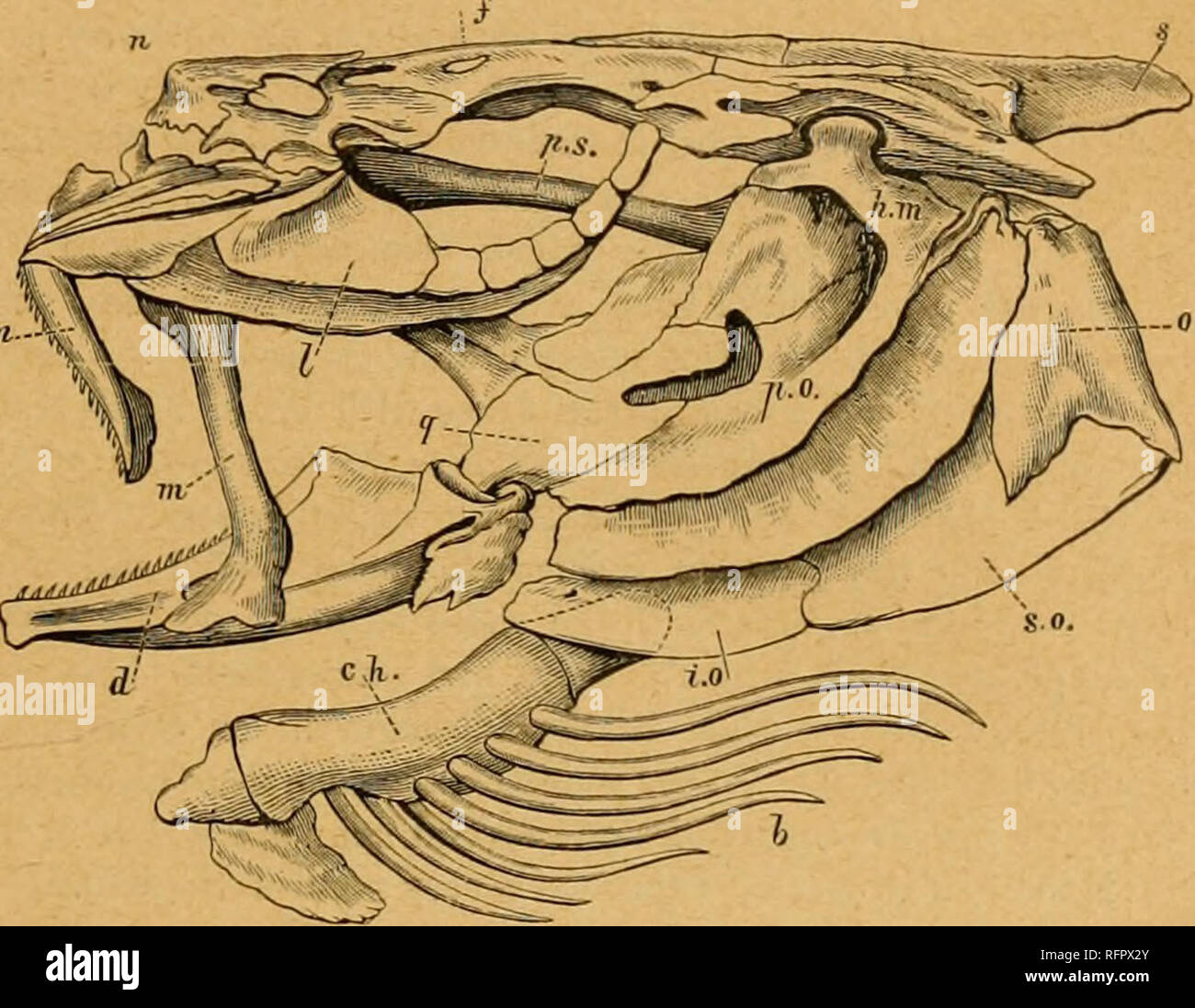 Conger Eel Bones Stock Photos & Conger Eel Bones Stock Images - Alamy