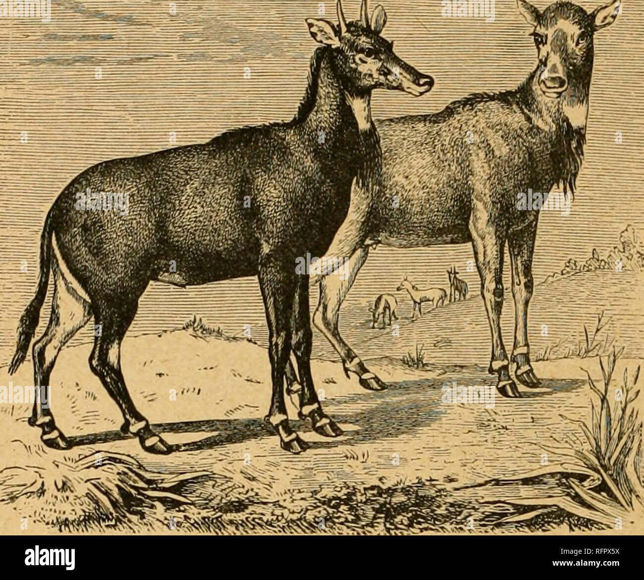 Tau shaped hi-res stock photography and images - Alamy