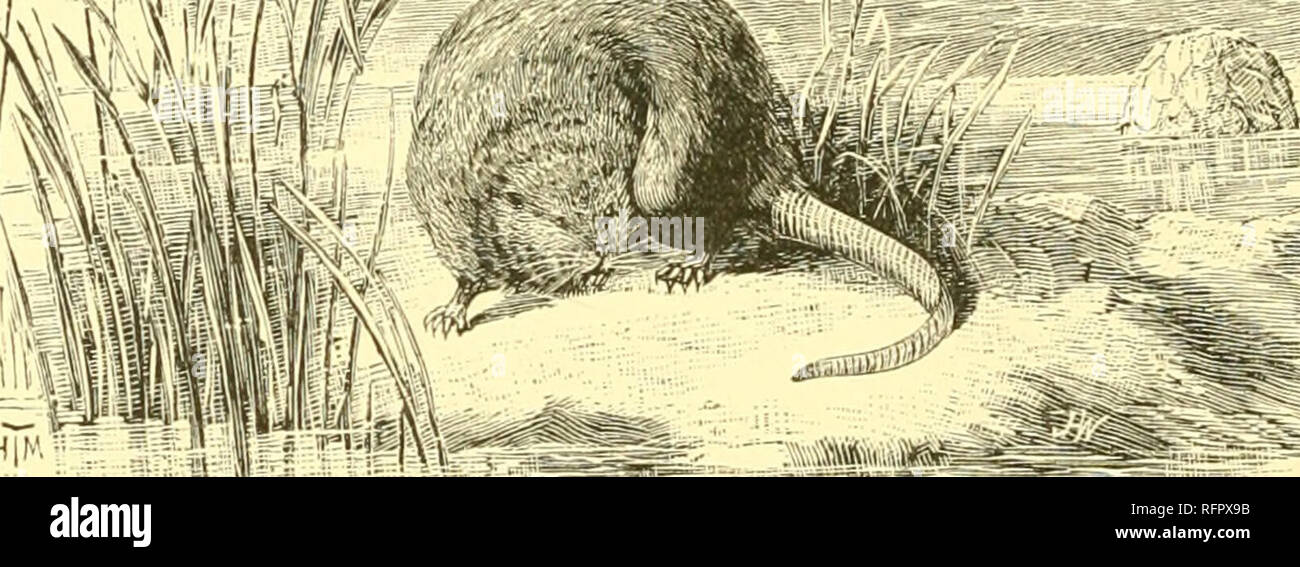 Castorologia history traditions canadian beaver hi-res stock ...