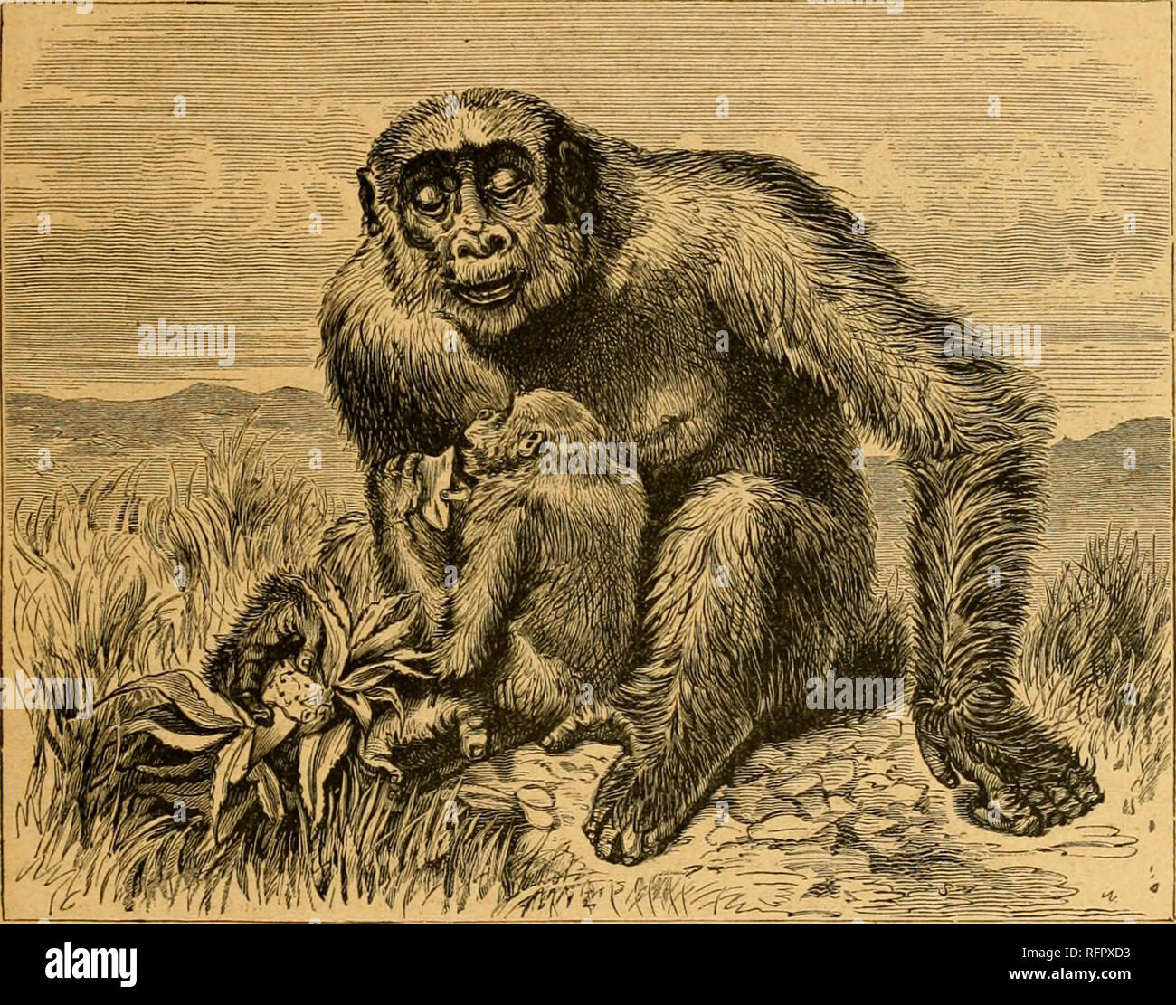 Gaboon tree hi-res stock photography and images - Alamy