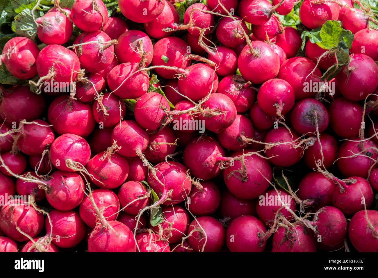 A beautiful selection of radishes at a local farmers market in Santa ...