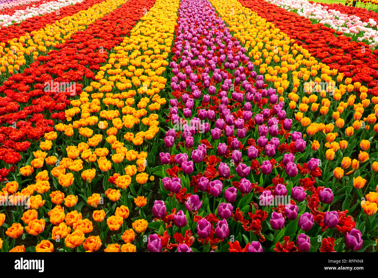 Amazing multicolored tulips field Stock Photo - Alamy