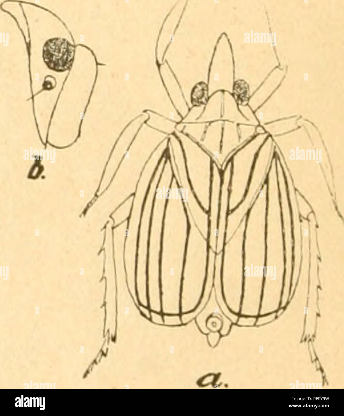 . Casopis Ceské spolecnosti entomologické = Acta Societatis ...