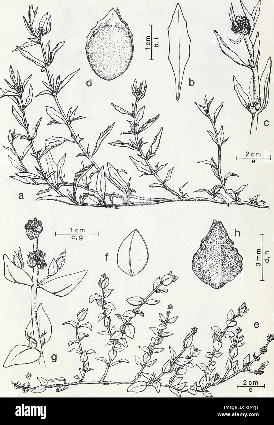 . Carpinteria Salt Marsh : environment, history, and botanical ...