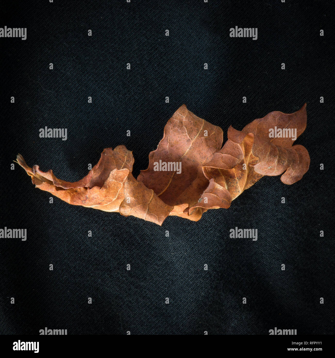 curled up dead leaf Stock Photo - Alamy
