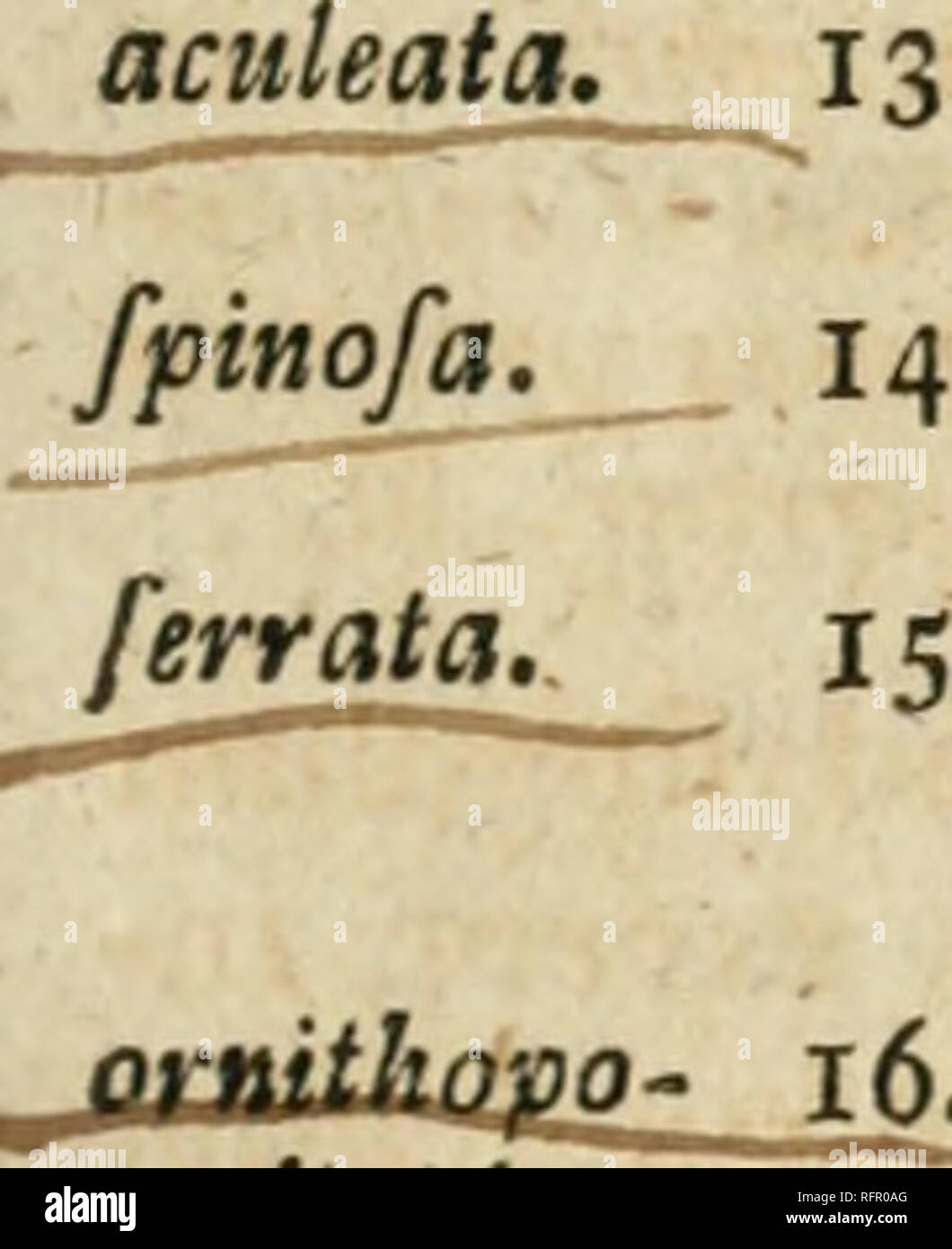 Tetradynamia hi-res stock photography and images - Alamy