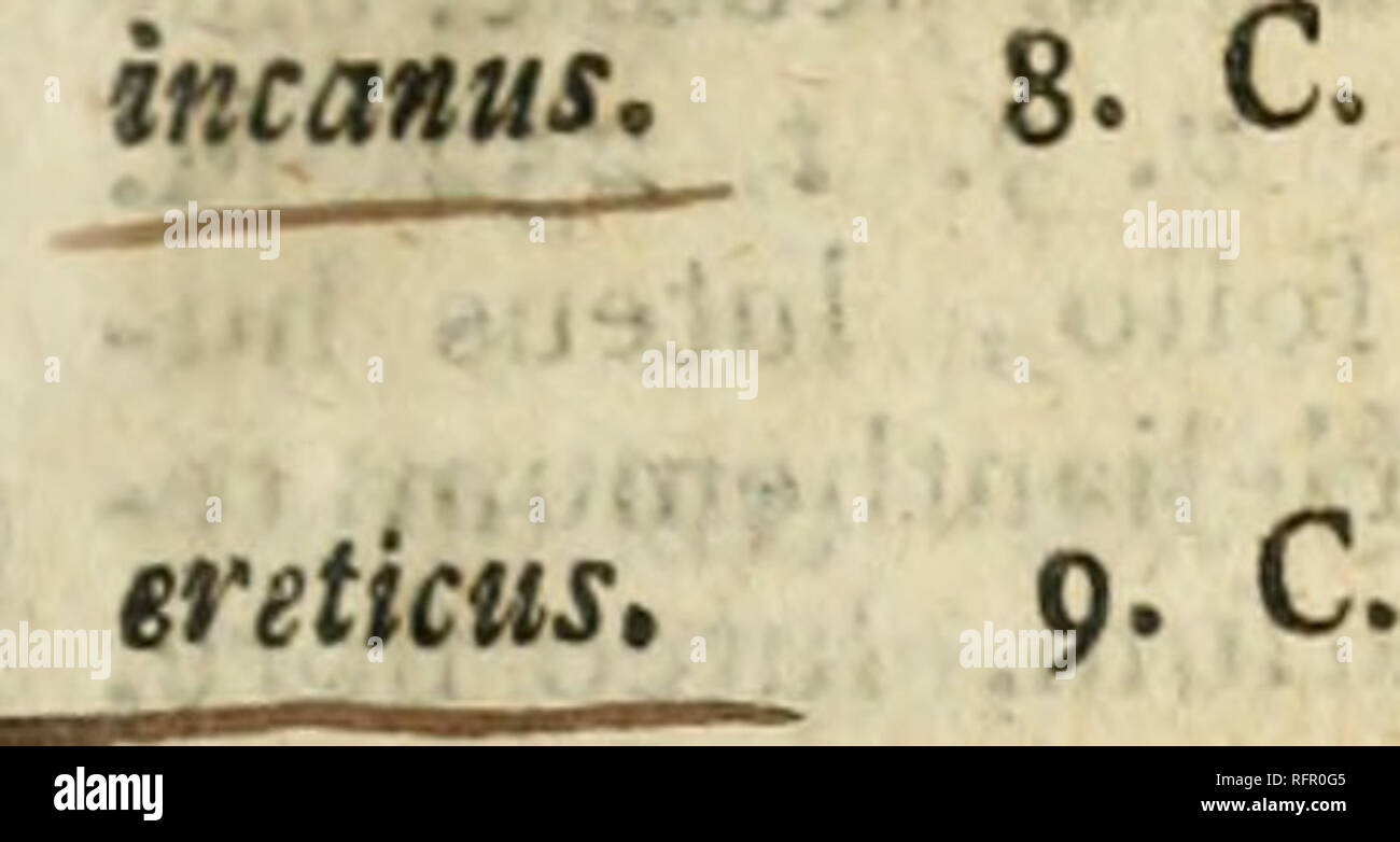 Polyandria monogynia hi-res stock photography and images - Alamy