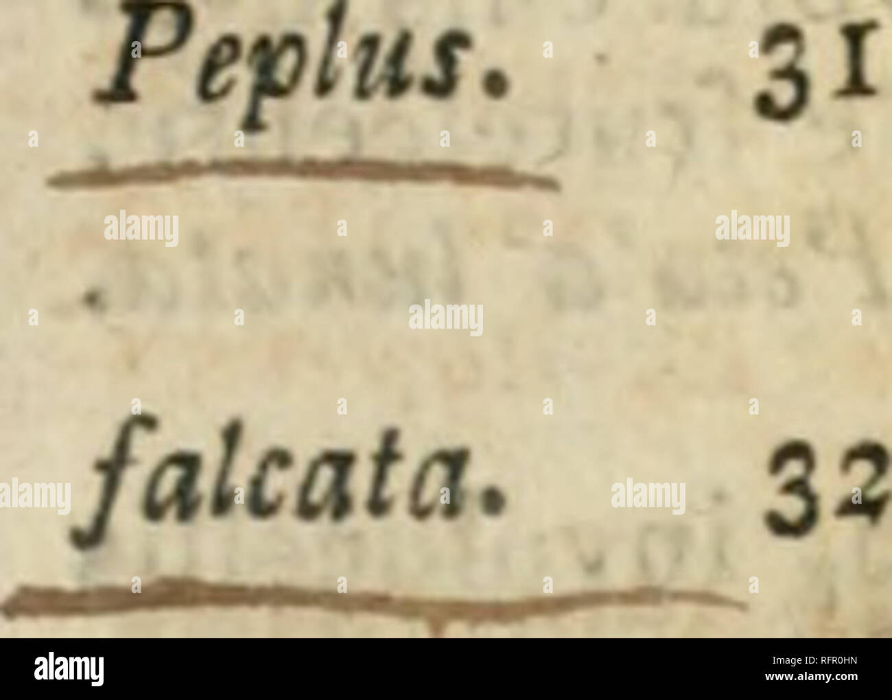 Mucronatis hi-res stock photography and images - Alamy