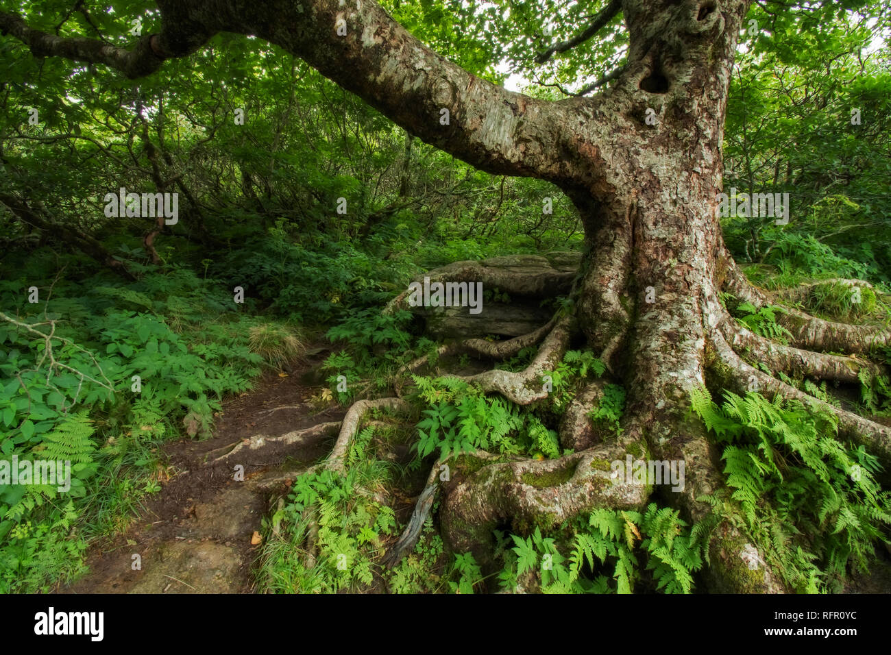 Gnarly Tree at Craggy Gardens Stock Photo - Alamy