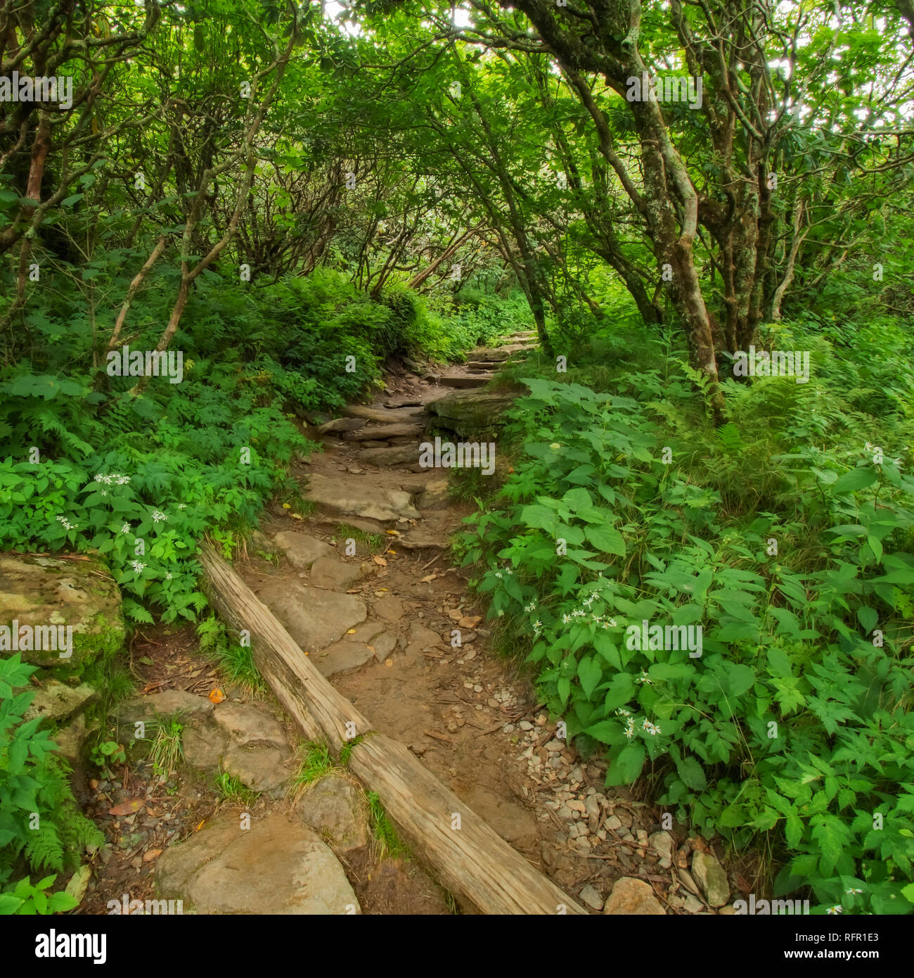 Hidden Pathway in the Forest Stock Photo - Alamy