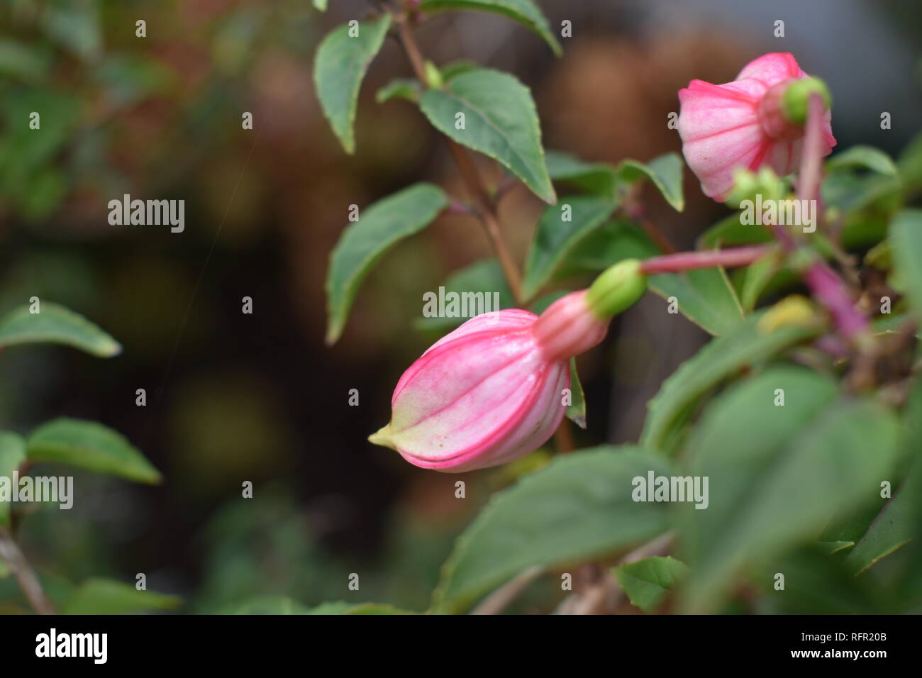 Pink bell like flowers hi-res stock photography and images - Alamy