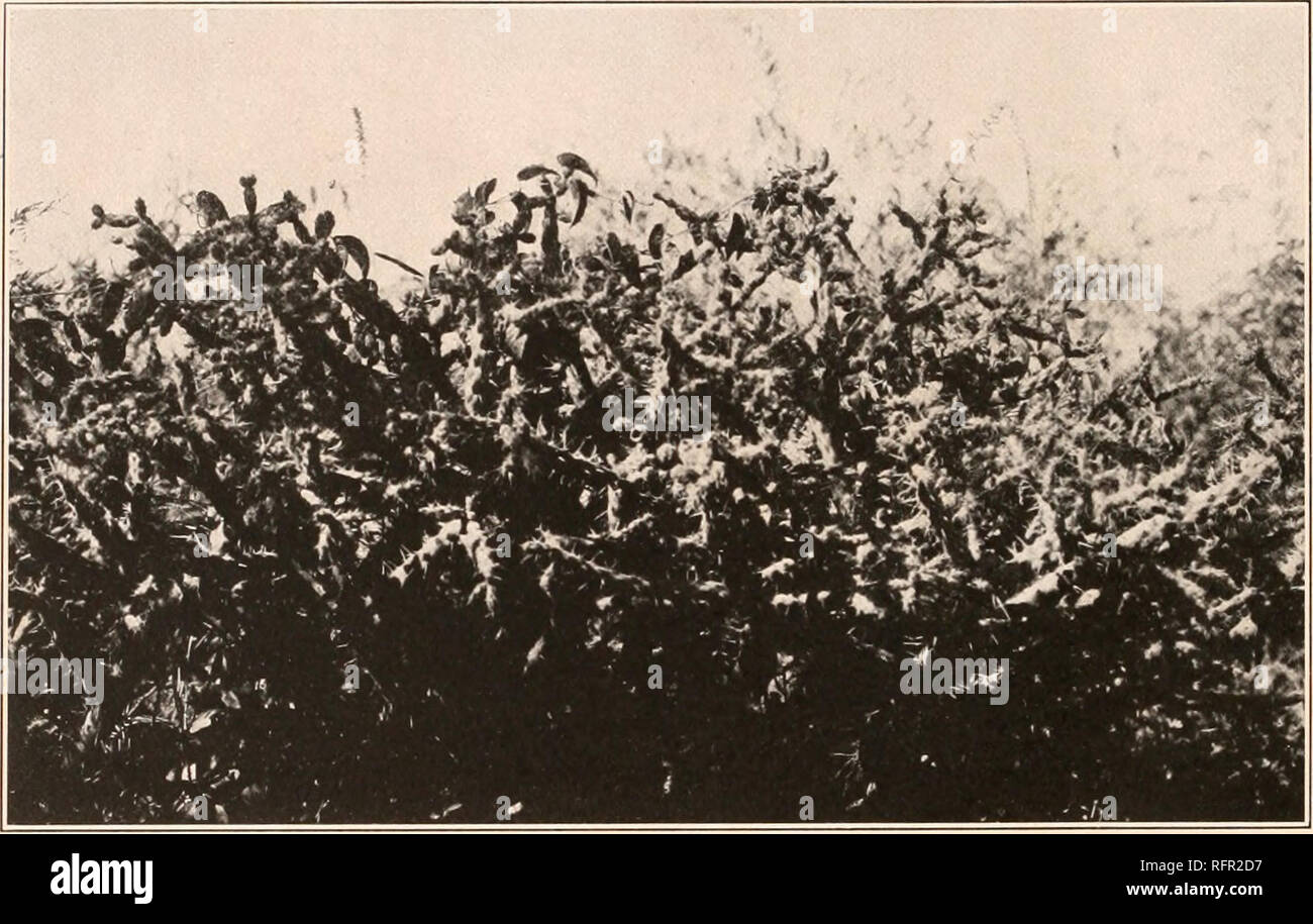 . Carnegie Institution of Washington publication. IOO THE CACTACEAE ...