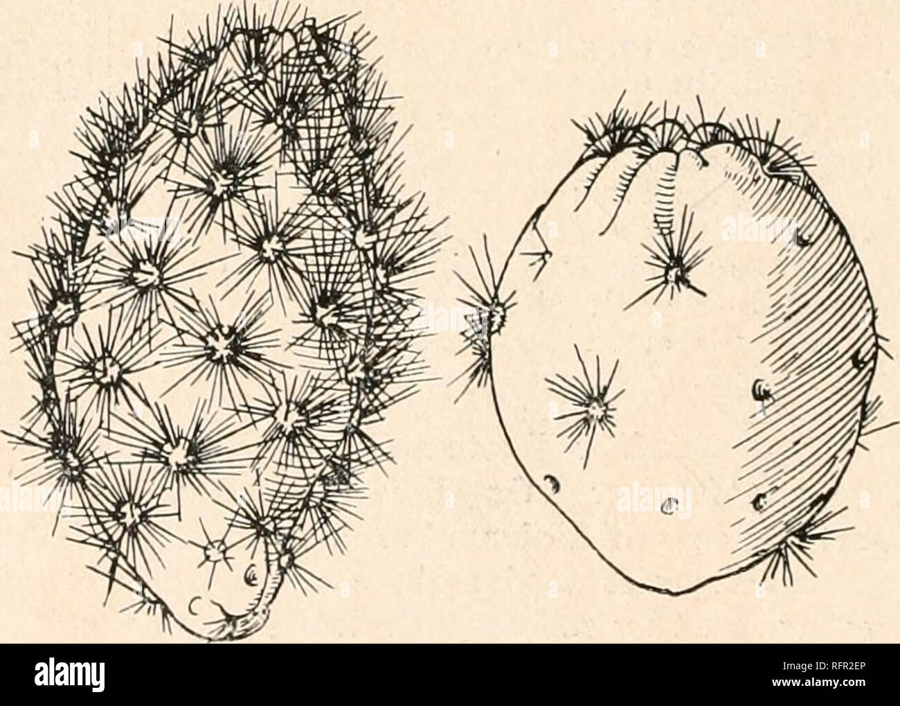 Berraco cuba hi-res stock photography and images - Alamy