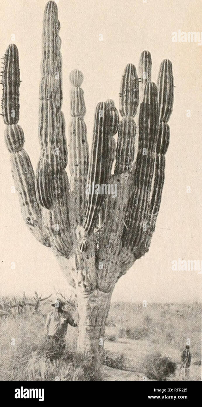 Pachycereus pecten hi-res stock photography and images - Alamy