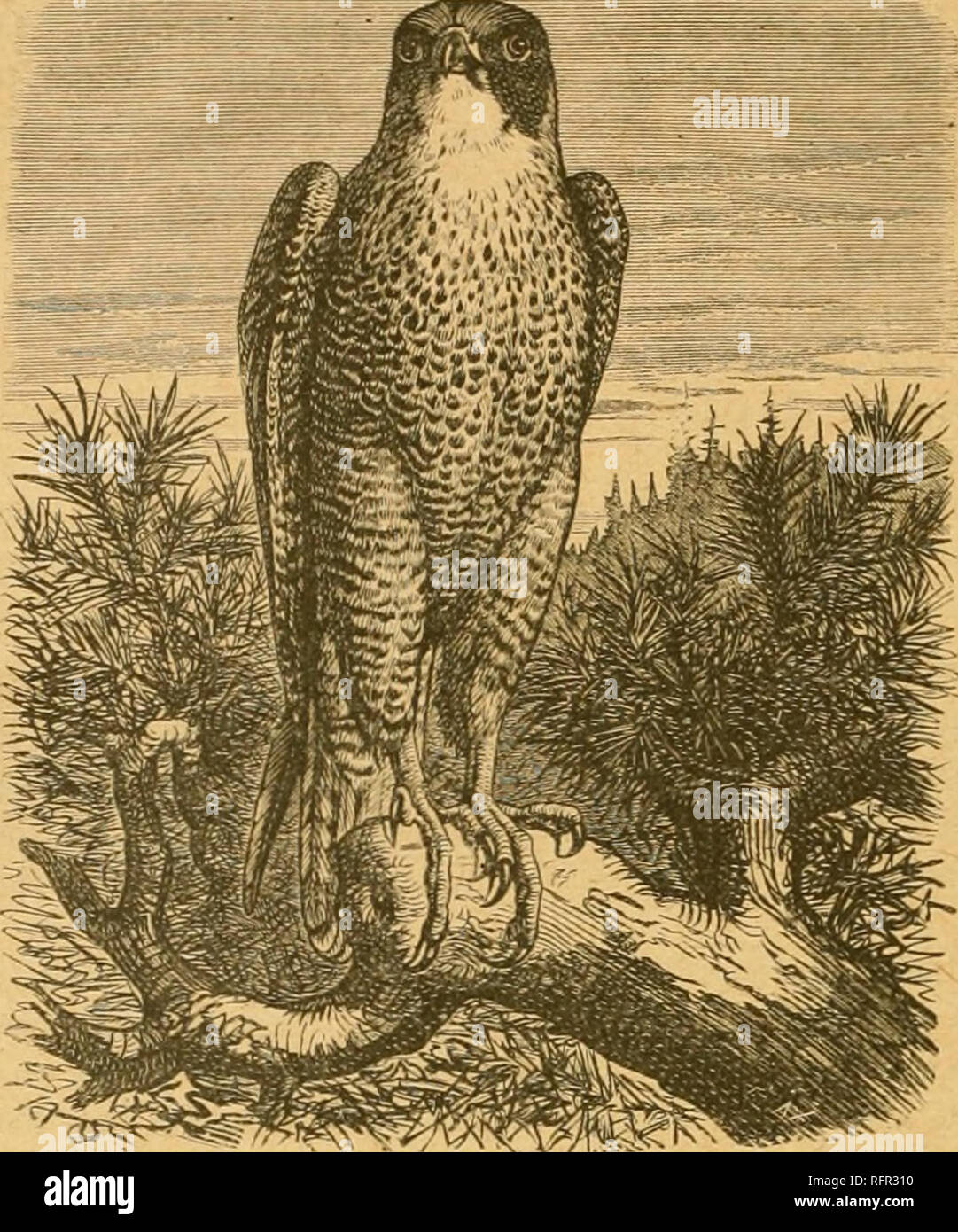 Relief from khorsabad hawk hi-res stock photography and images - Alamy