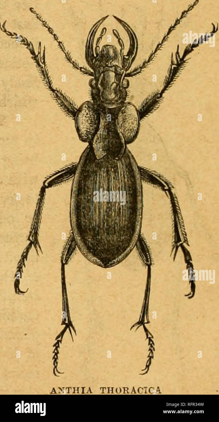 Animal separated from group hi-res stock photography and images - Alamy