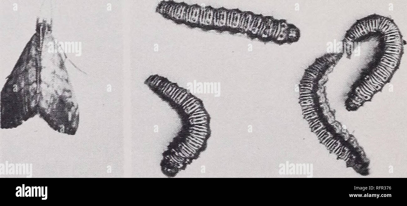 . Control of caterpillars on commercial cabbage and other cole crops in ...