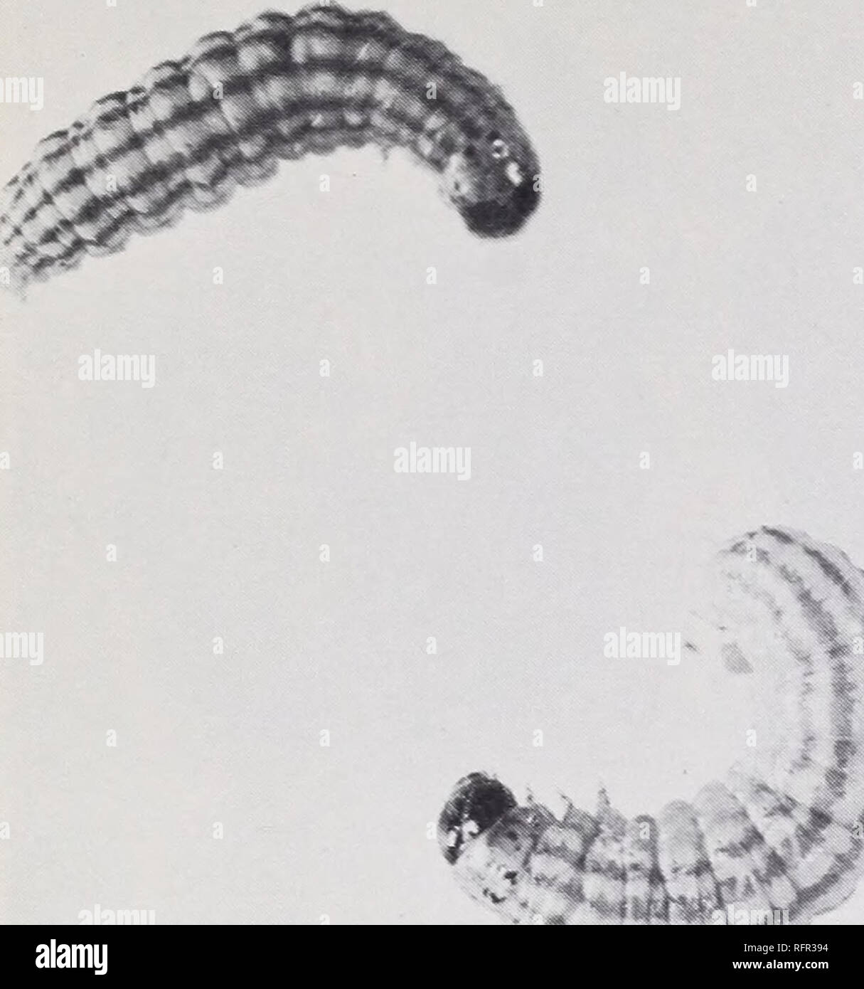 . Control of caterpillars on commercial cabbage and other cole crops in ...