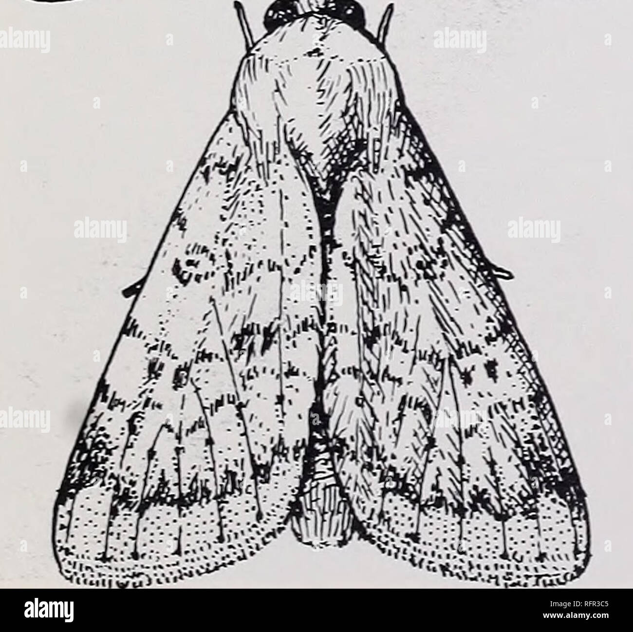 Diamondback moth hi-res stock photography and images - Alamy