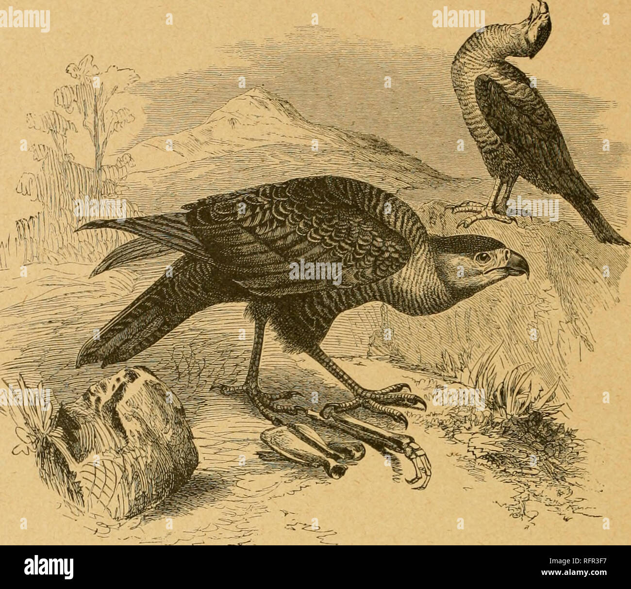 Scavengers Animals