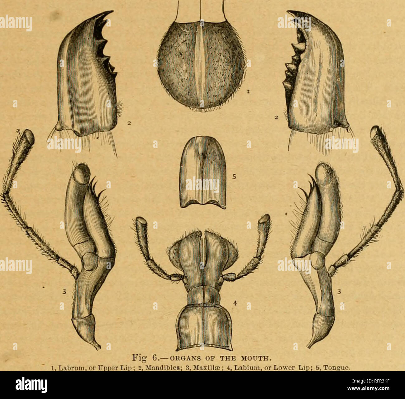 Anatomy of various insects hi-res stock photography and images - Alamy